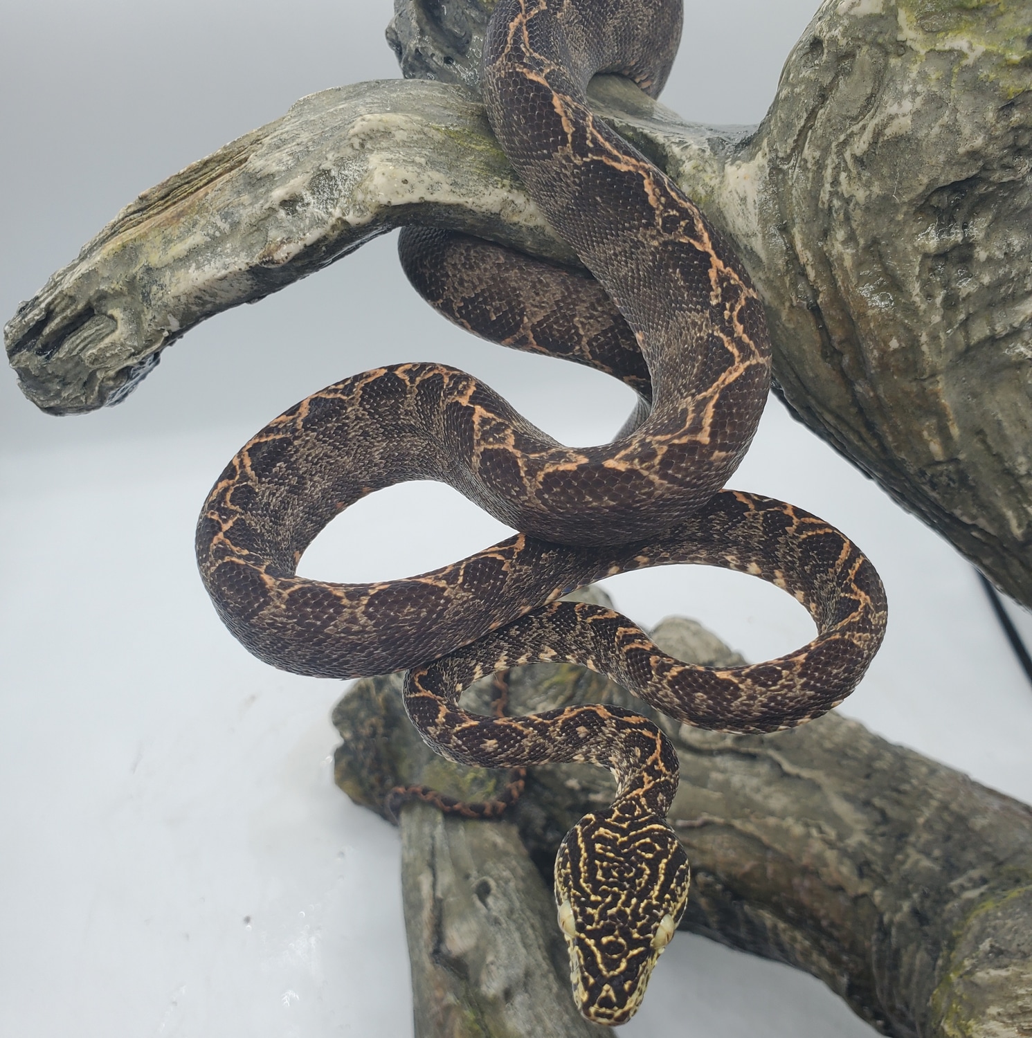 Cb 2022 Amazon Tree Boa by Poey's Boas - MorphMarket