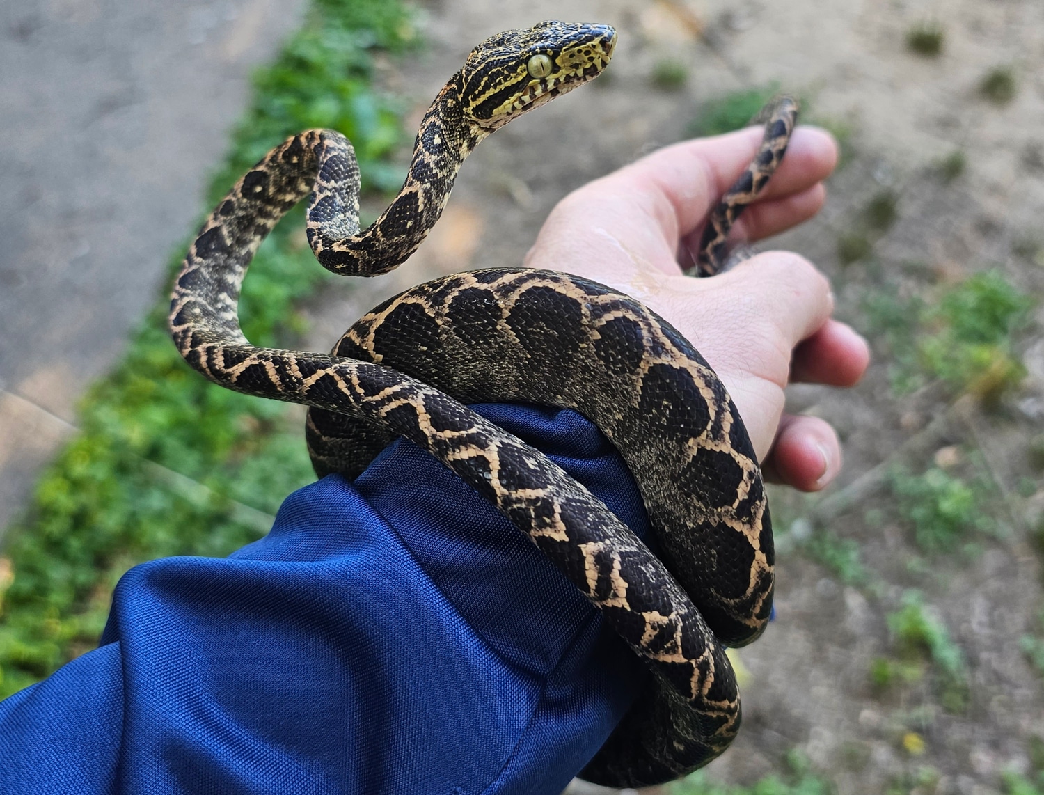 2022 Atb Amazon Tree Boa by Poey's Boas - MorphMarket