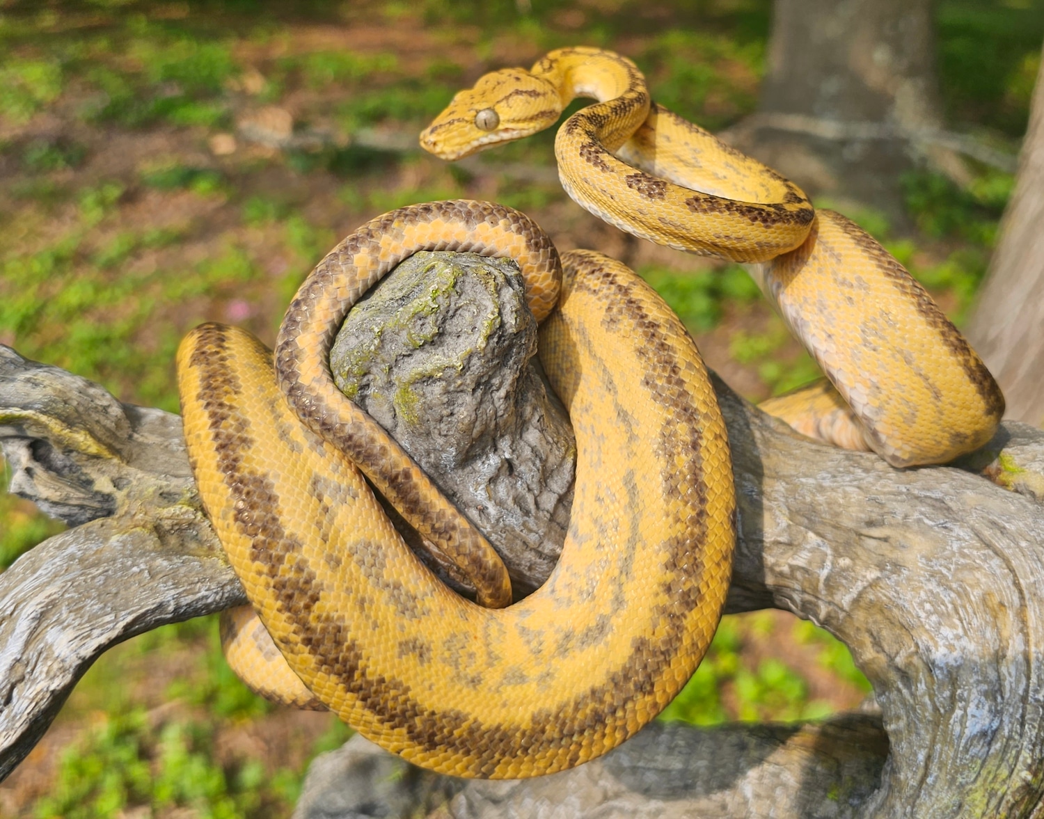 2020 Tiger ATB Male Amazon Tree Boa by Poey's Boas - MorphMarket