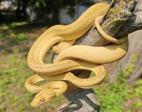 2021 Tiger ATB Amazon Tree Boa by Poey's Boas
