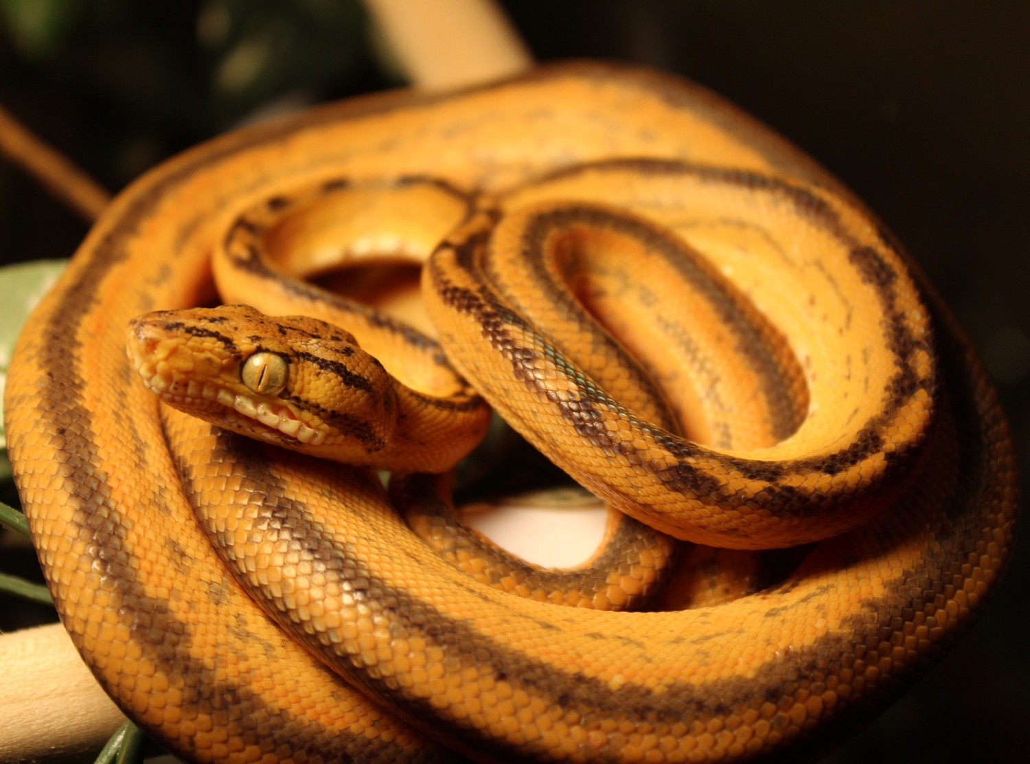 Khaa Amazon Tree Boa by Poey's Boas - MorphMarket