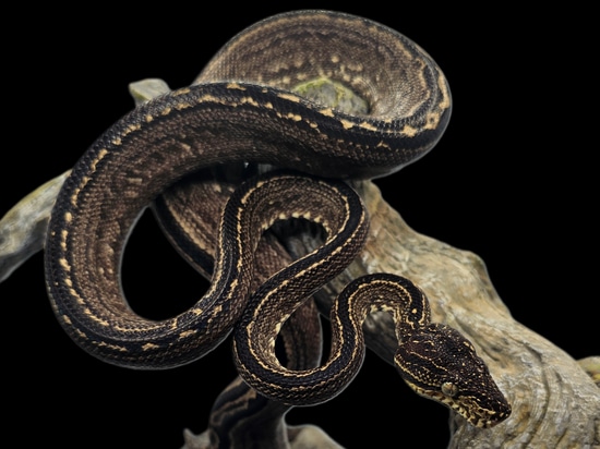 2021 Garden Tiger ATB Amazon Tree Boa by Poey's Boas