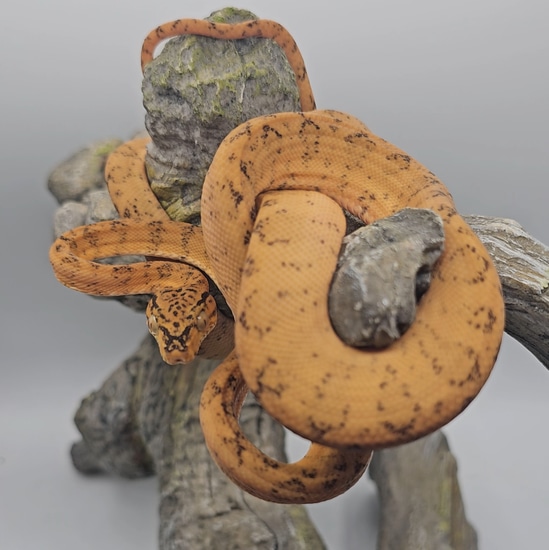 2023 Amazon Tree Boa by Poey's Boas