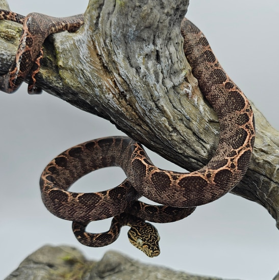 Amazon Tree Boa (Calico Parent) by Poey's Boas
