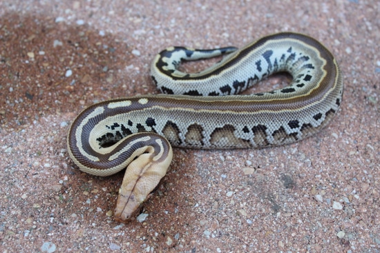 Striped Latte Borneo Python (Python Breitensteini) Borneo Short-Tailed ...