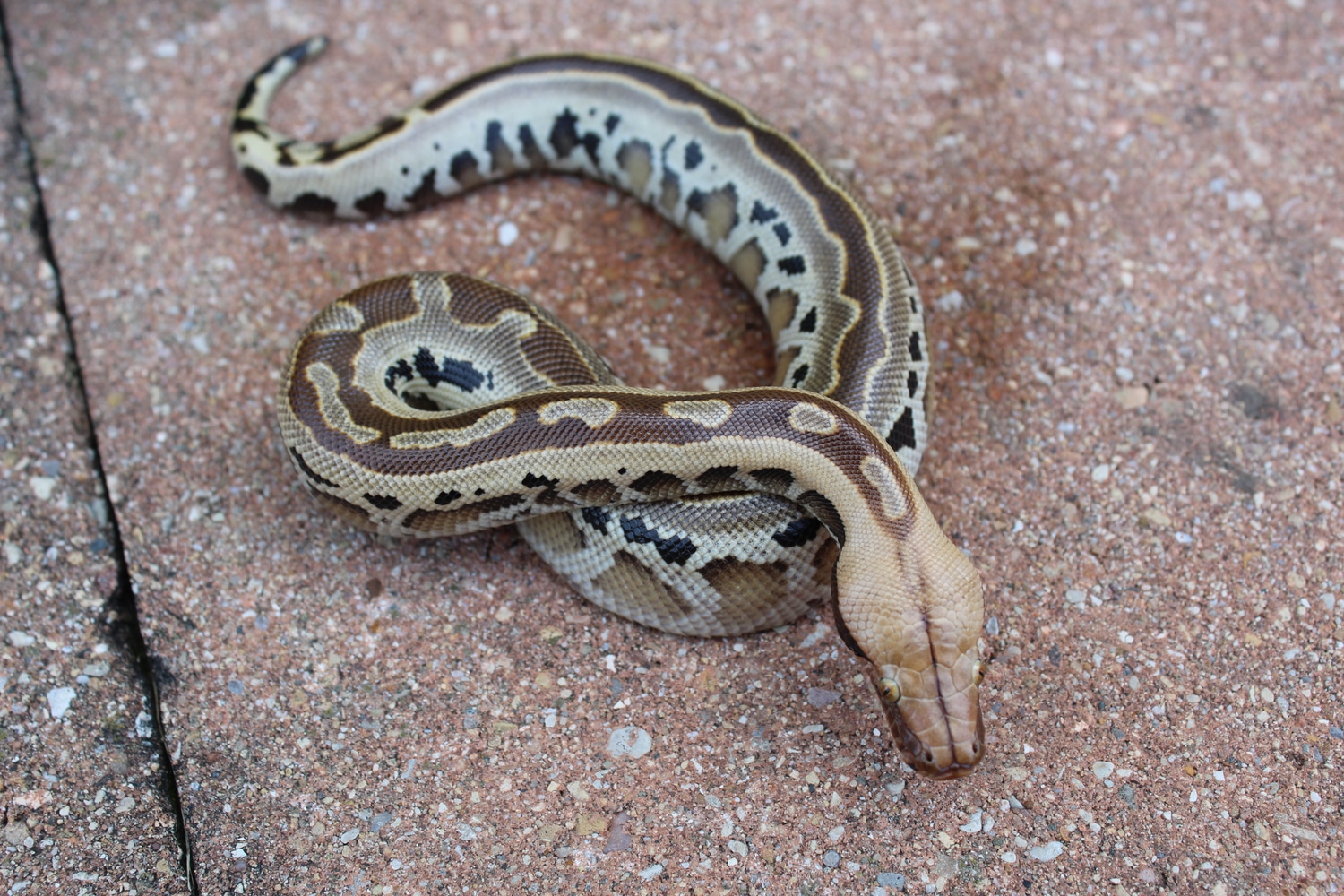 Striped Latte Borneo Short-tailed Python by Rich Crowley Reptiles, an R ...