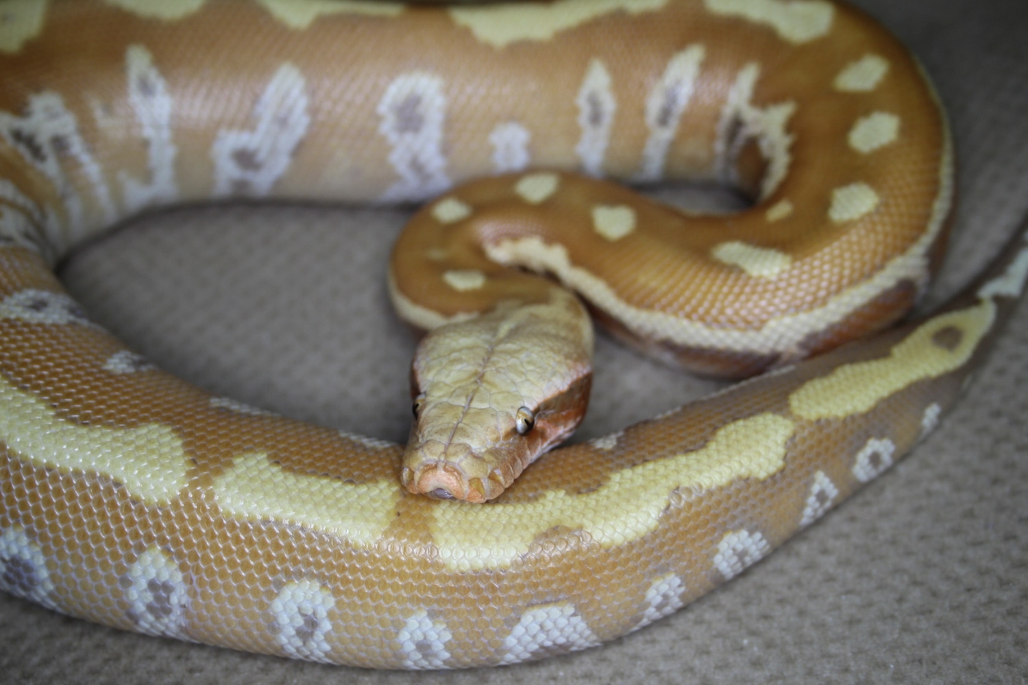 T+ Albino Blood Python by Rich Crowley Reptiles, an R&D Exotics LLC ...