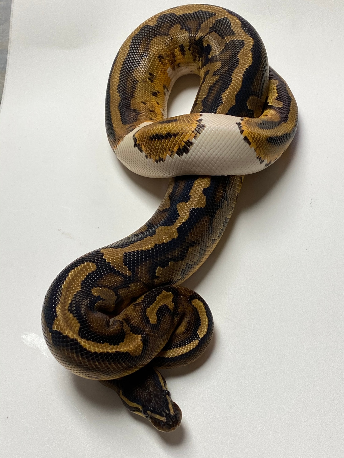 Piebald - Low Expression Ball Python by Rich Crowley Reptiles, an R&D ...