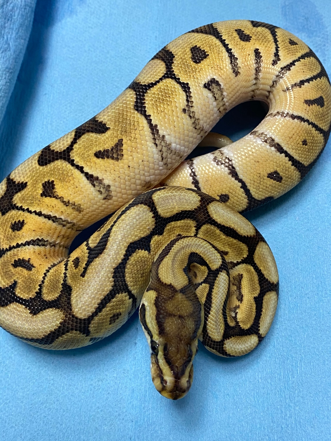 Mojave Spider Ball Python by Rich Crowley Reptiles, an R&D Exotics LLC ...