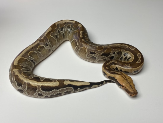 Ultra Breit Borneo Python Borneo Short-Tailed Python by Rich Crowley ...
