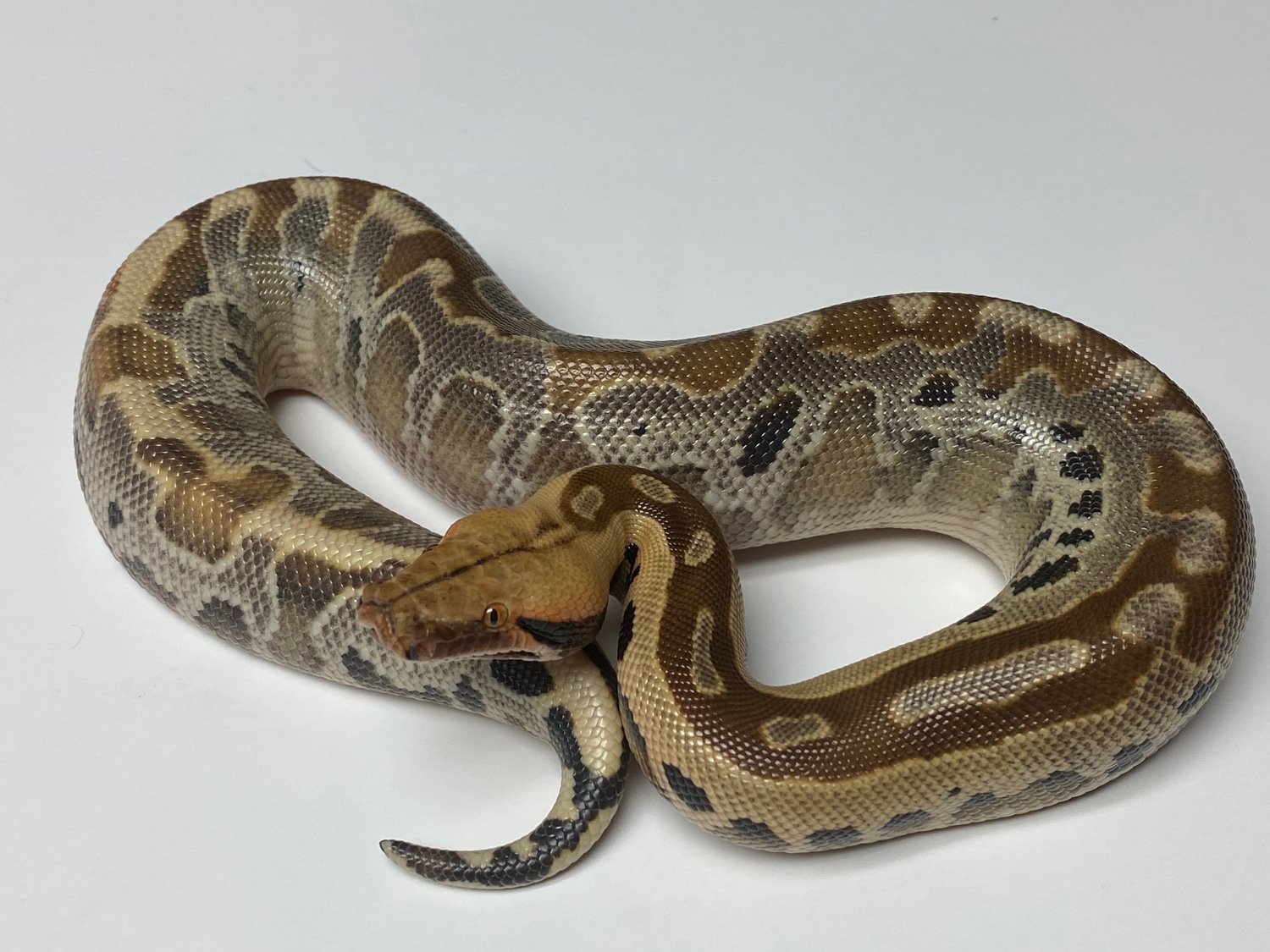 Ultra Platinum Borneo Short-tailed Python by Rich Crowley Reptiles, an ...