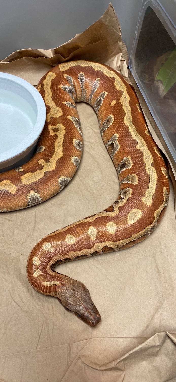VPI Genetic Stripe Possible Het Hypo Possible Het T+ Albino Blood ...