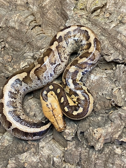 Multi-generation Quality Borneo Python Borneo Short-Tailed Python by ...