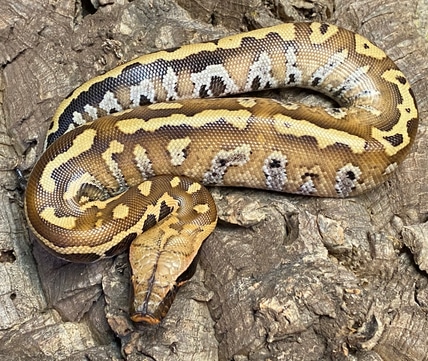 Golden Eye X CBE Super Stripe X 50% Het T+ X 50% Het Hypo Blood Python ...