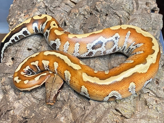 Hypo Genetic Stripe Blood Python by Rich Crowley Reptiles, an R&D ...