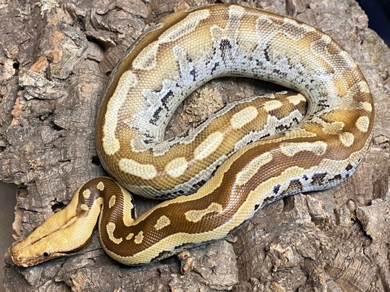 Ultra Breit Borneo Python Borneo Short-Tailed Python by Rich Crowley ...