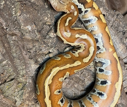 Golden Eye X CBE Super Stripe X 50% Het T+ X 50% Het Hypo Blood Python ...