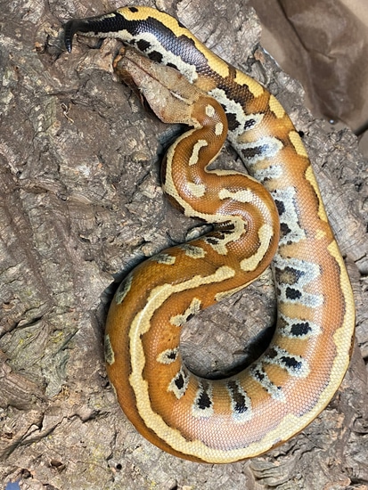 Genetic Stripe Hypo Blood Python by Rich Crowley Reptiles, an R&D ...