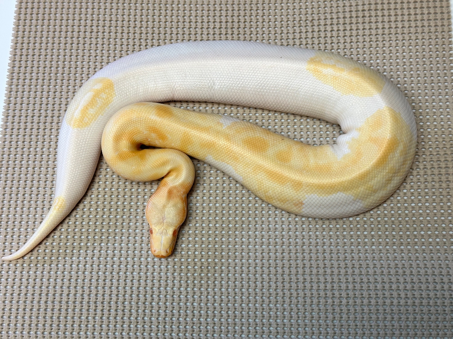 T- Piebald Blood Python by Rich Crowley Reptiles, an R&D Exotics LLC ...