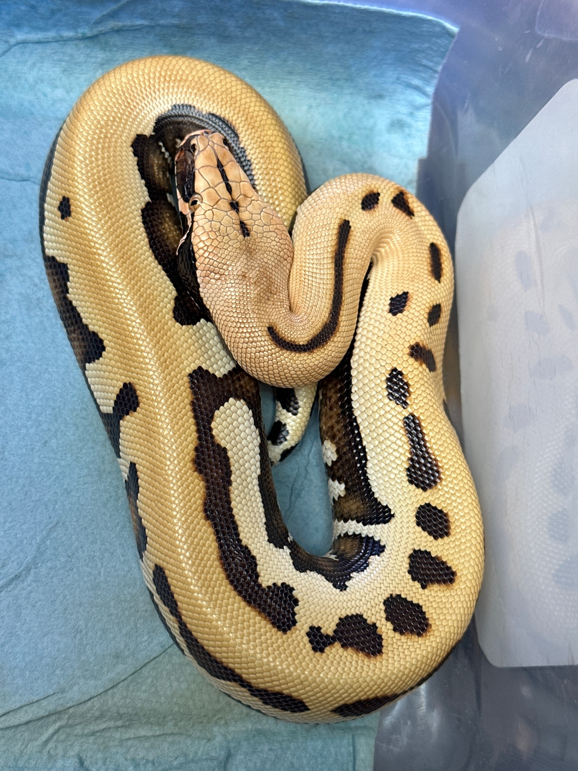 Golden Eye X CBE Super Stripe X 50% Het T+ X 50% Het Hypo Blood Python ...