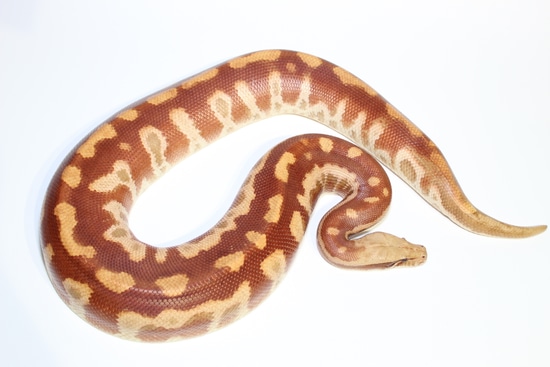 LeStat Blood Python by Rich Crowley Reptiles, an R&D Exotics LLC brand