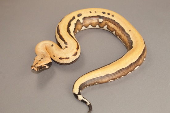 Golden Eye X CBE Super Stripe X 50% Het T+ X 50% Het Hypo Blood Python ...