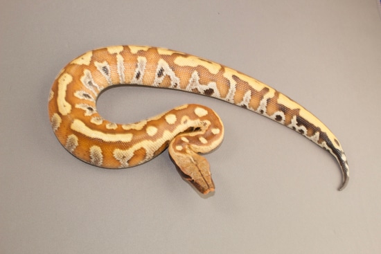 Red Blood Python by Rich Crowley Reptiles, an R&D Exotics LLC brand