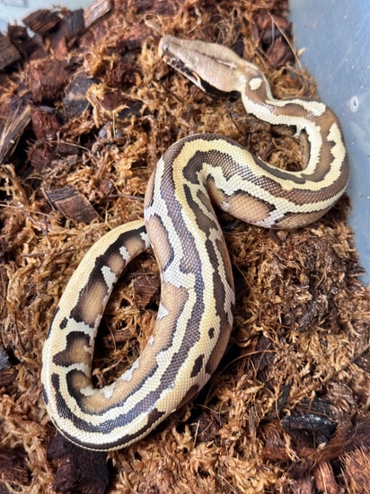 Pink Bangka Blood Python by Rich Crowley Reptiles, an R&D Exotics LLC brand