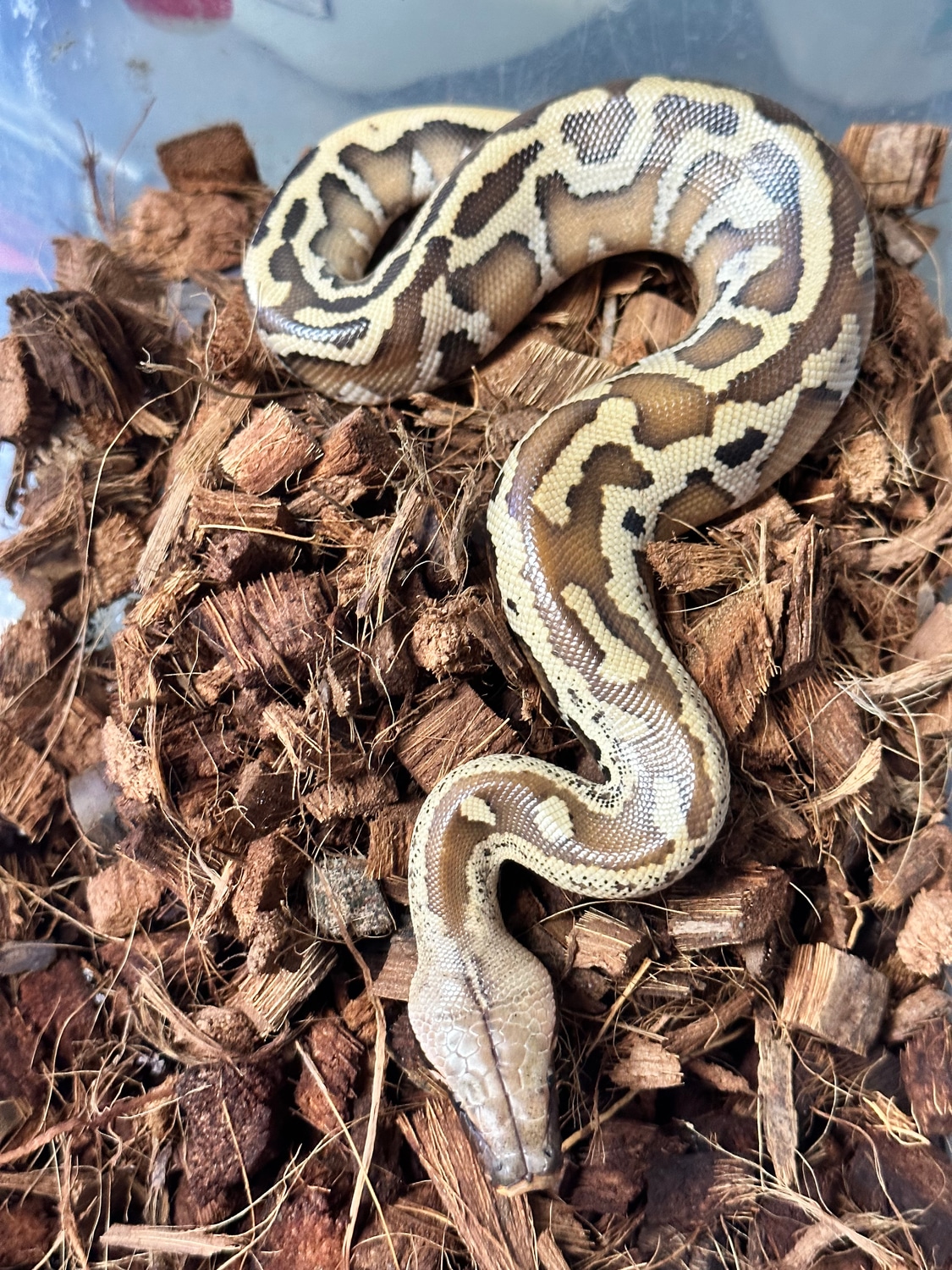 2023 Bangka Male Blood Python by Rich Crowley Reptiles, an R&D Exotics ...