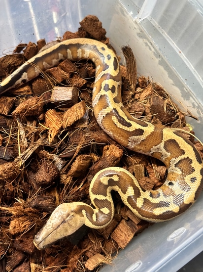 2023 Pink Bangka Blood Python by Rich Crowley Reptiles, an R&D Exotics ...