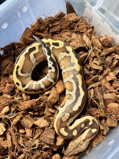 2023 Pink Bangka Blood Python by Rich Crowley Reptiles, an R&D Exotics ...