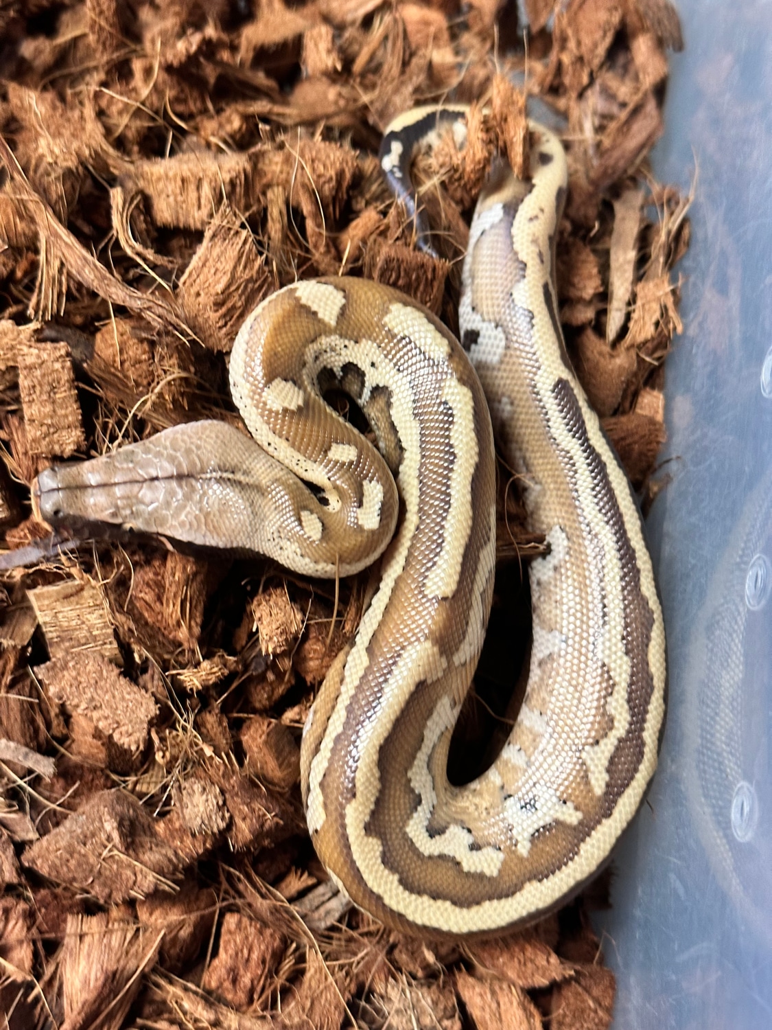Rich Crowley Reptiles, an R&D Exotics LLC brand's Collection - MorphMarket