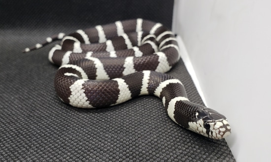 California Banded King California Kingsnake by Cosmic Creatures