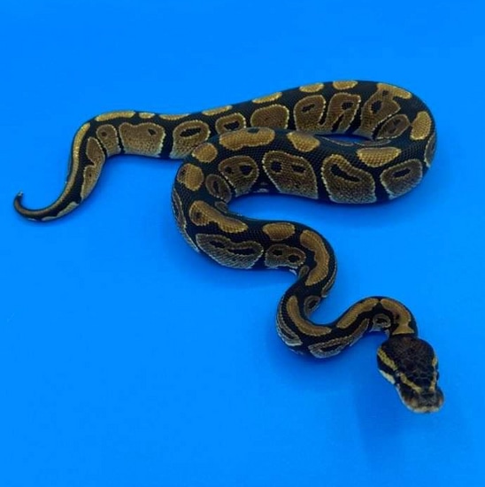 Normal Ball Python by Points Pythons