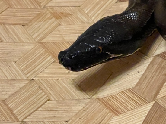Cb2022 Female Black Curtus Sumatran Short-Tailed Python by Sacred Serpents