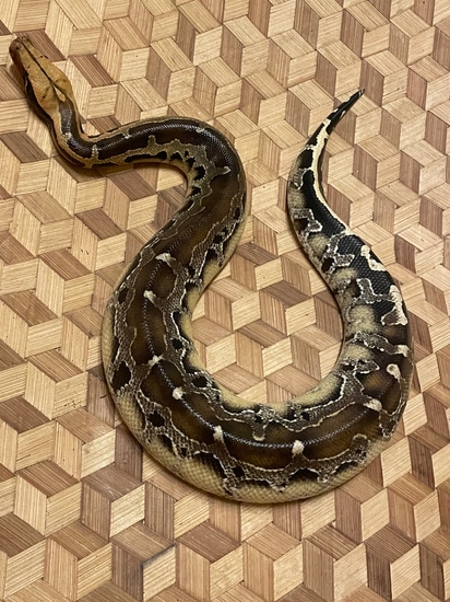 CB22 Borneo Borneo Short-Tailed Python by Sacred Serpents