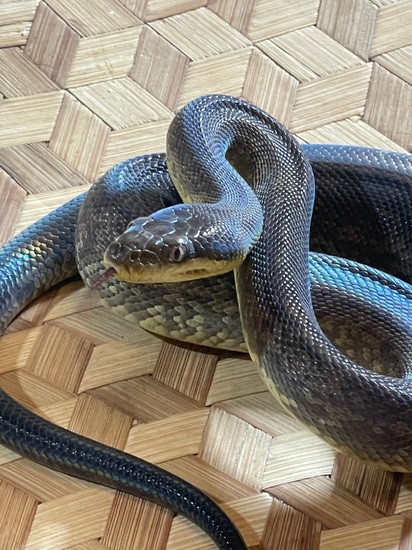 CB22 Male Liasis Mackloti Macklot's Python by Sacred Serpents