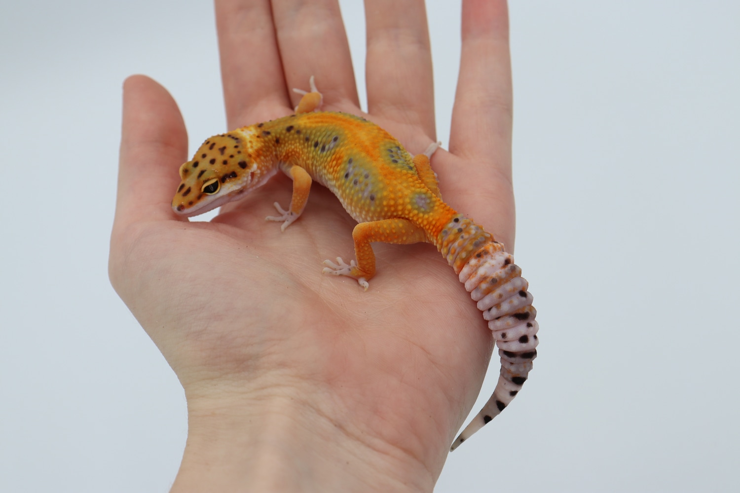 Clown X Electric Hiss (Low Ph Raptor) Leopard Gecko by Poké Geckos ...