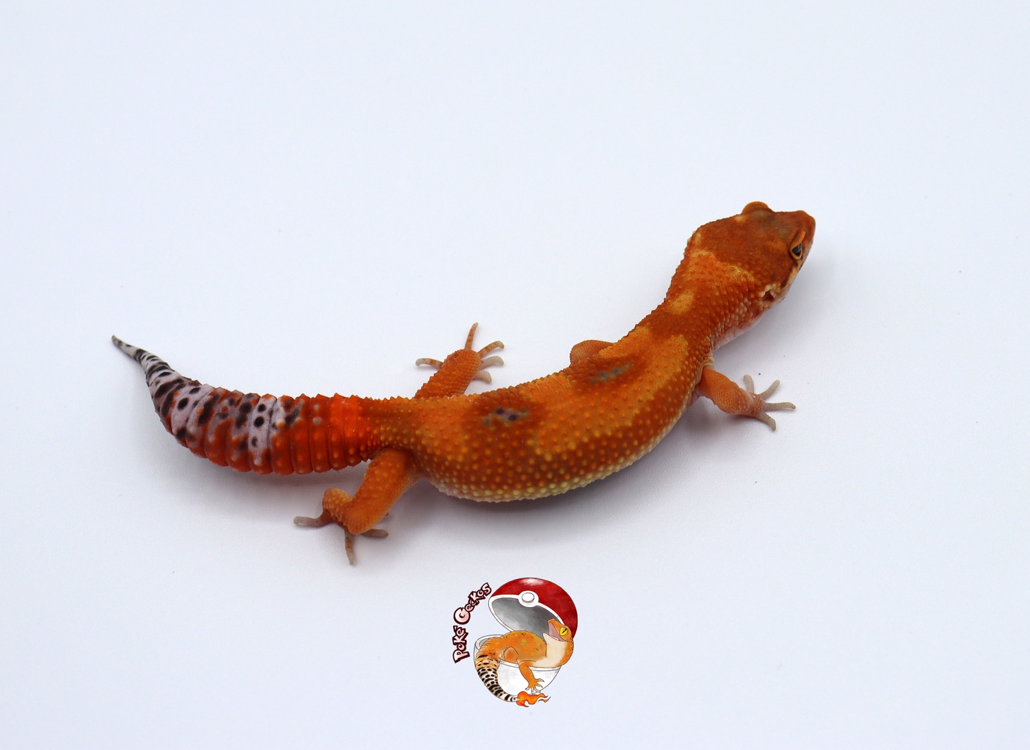 Mandarine Tangerine Ph Raptor Low Ph Ndbe Leopard Gecko by Poké Geckos ...