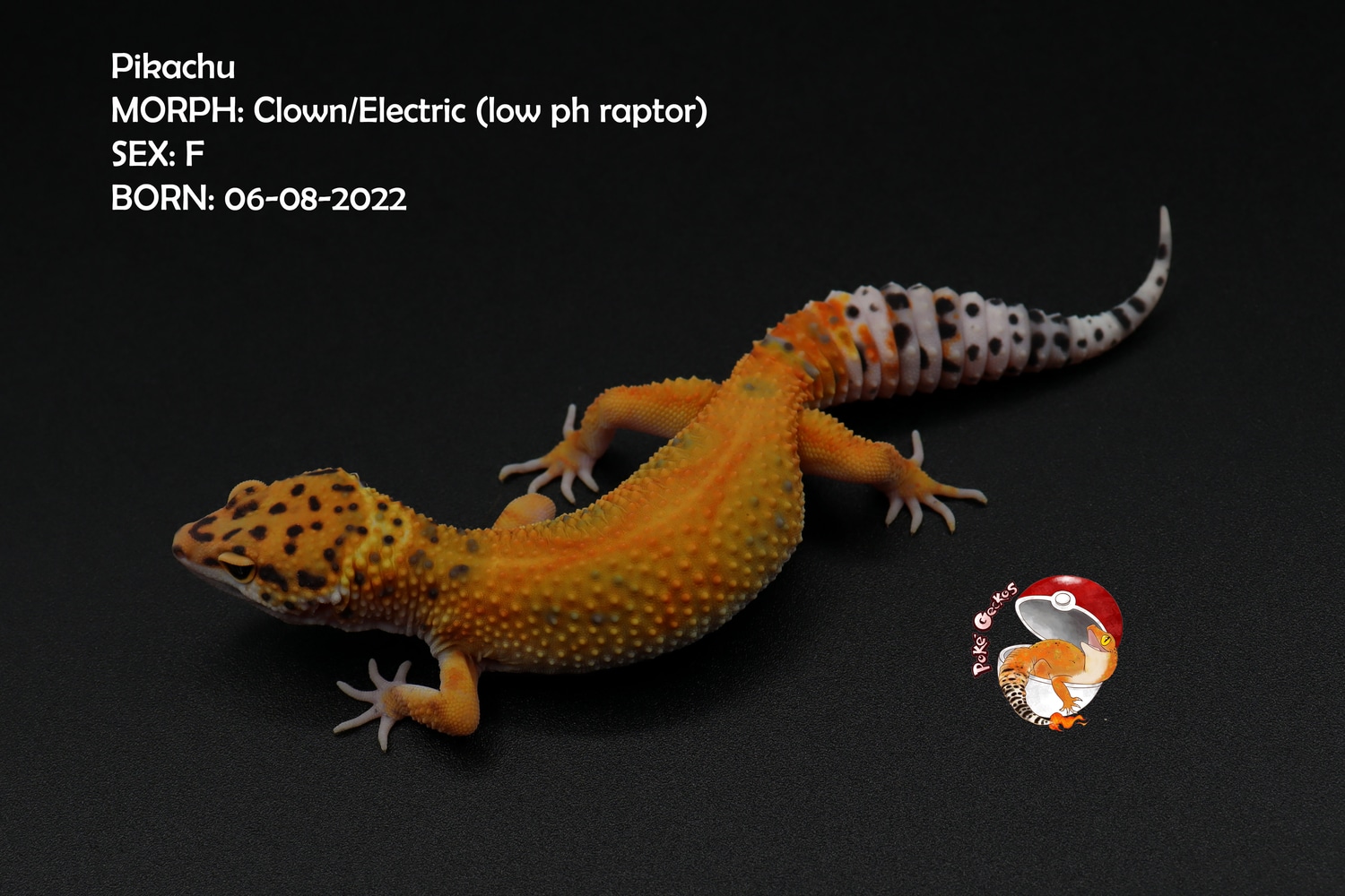 Clown X Electric Hiss (Low Ph Raptor) Leopard Gecko by Poké Geckos ...