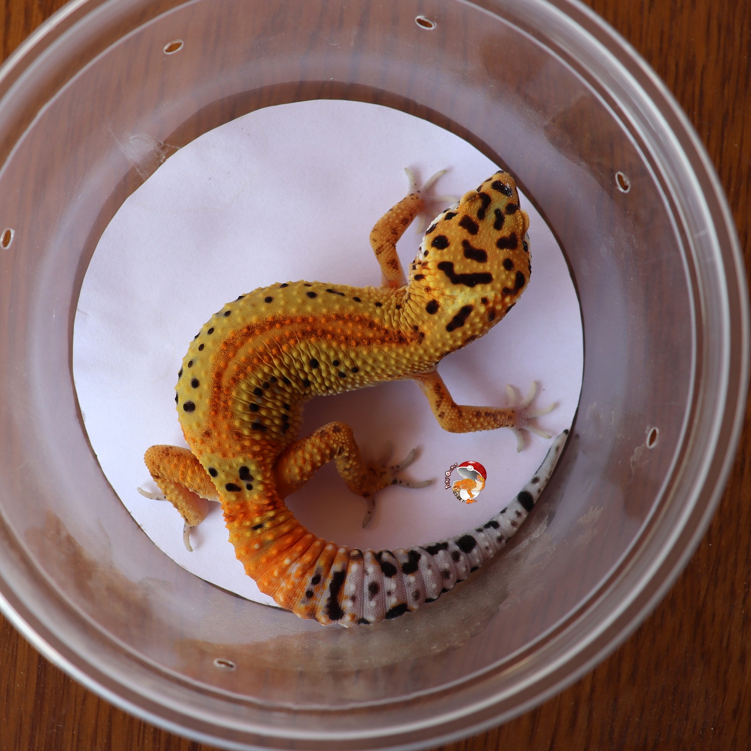 Clown/Emerine-Electric (Ph Raptor) Leopard Gecko by Poké Geckos ...