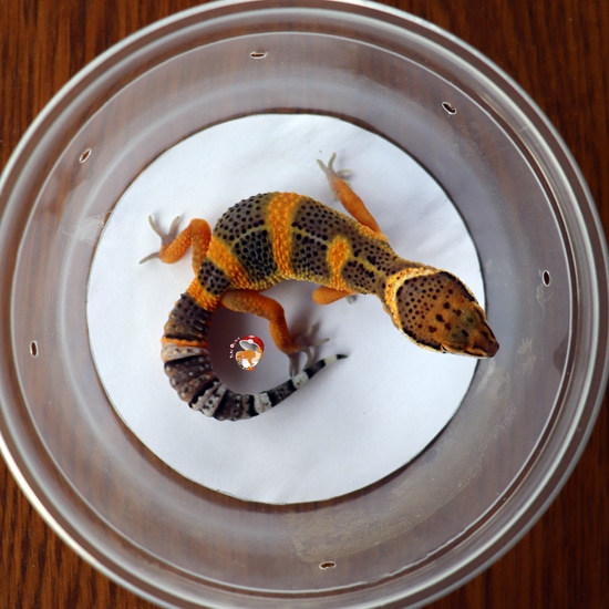 Clown/Red Green (Low Ph Raptor) Leopard Gecko by Poké Geckos