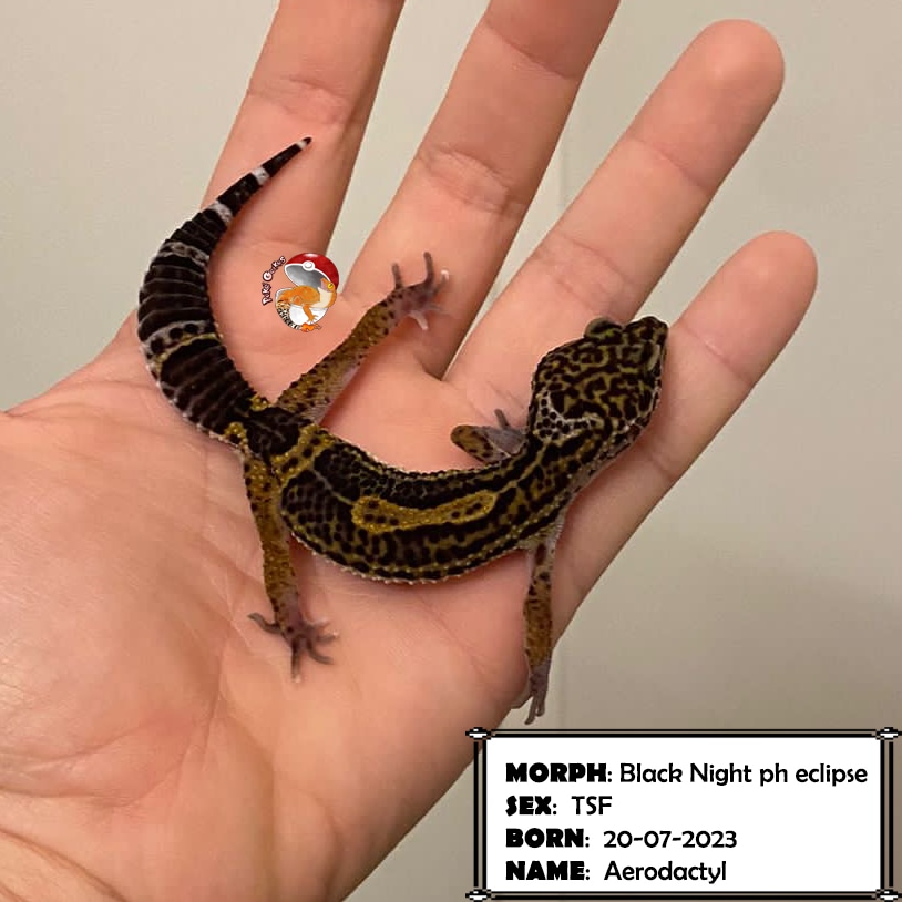 Pure Black Night 33% Ph Eclipse Leopard Gecko by Poké Geckos - MorphMarket