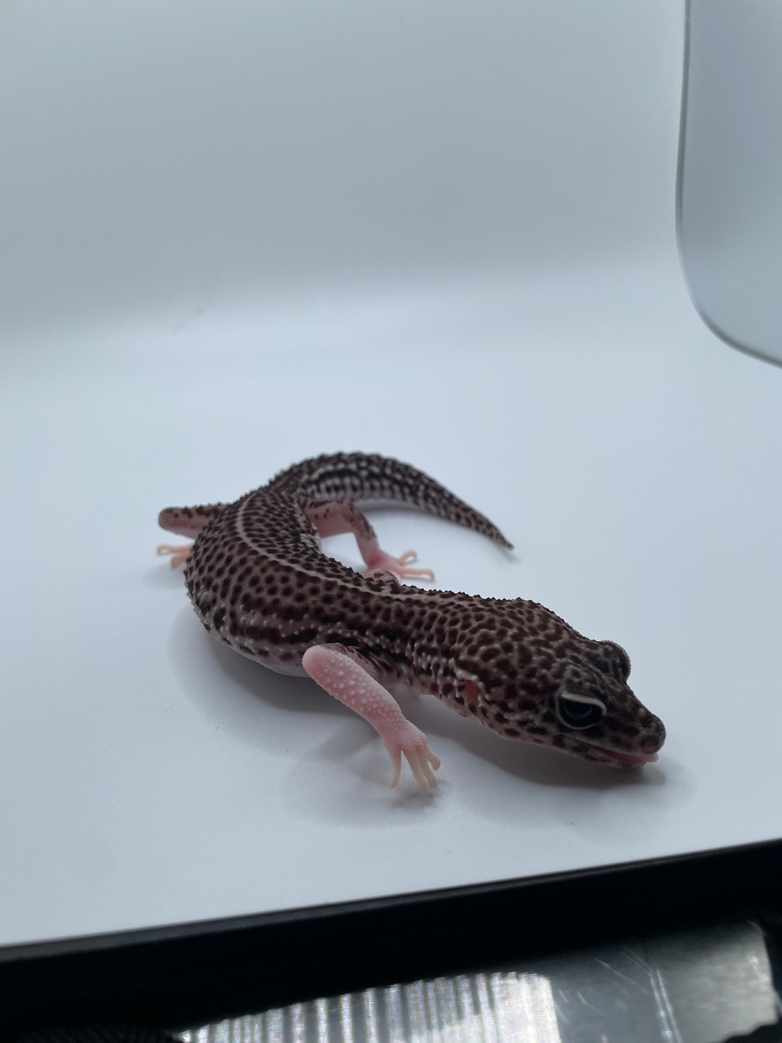 Super Galaxy Pied Black Night Leopard Gecko by RockStarReptiles ...