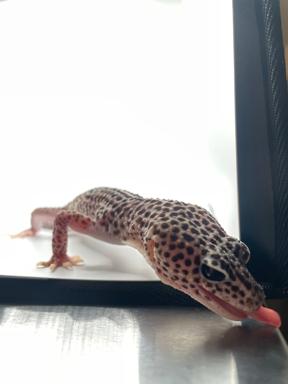 Super Snow Galaxy Leopard Gecko by RockStarReptiles - MorphMarket