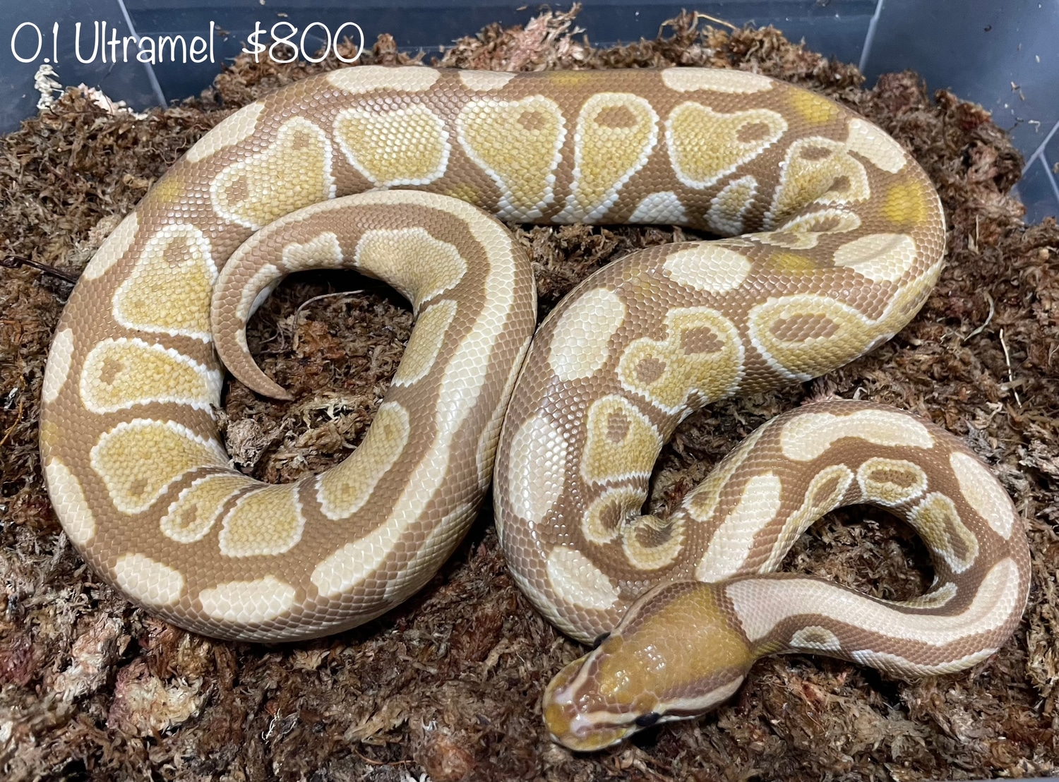 Ultramel Female! Ball Python by Pokersnake’s - MorphMarket