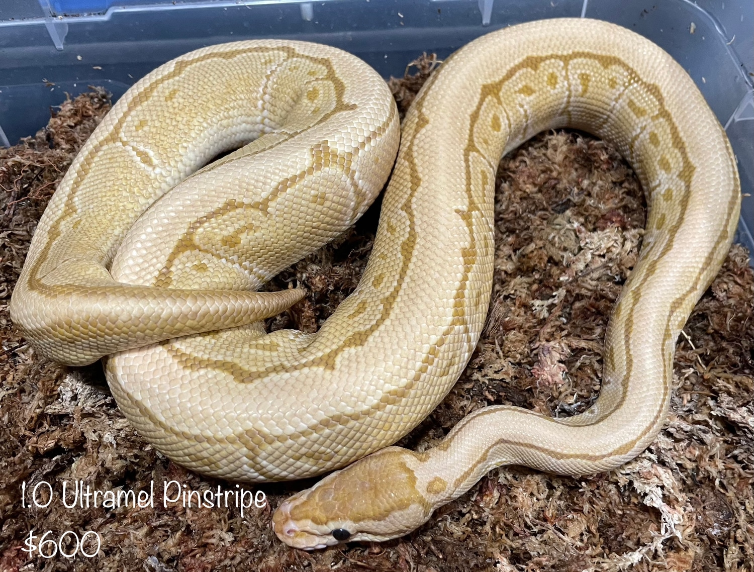Ultramel Pin Ball Python by Pokersnake’s - MorphMarket