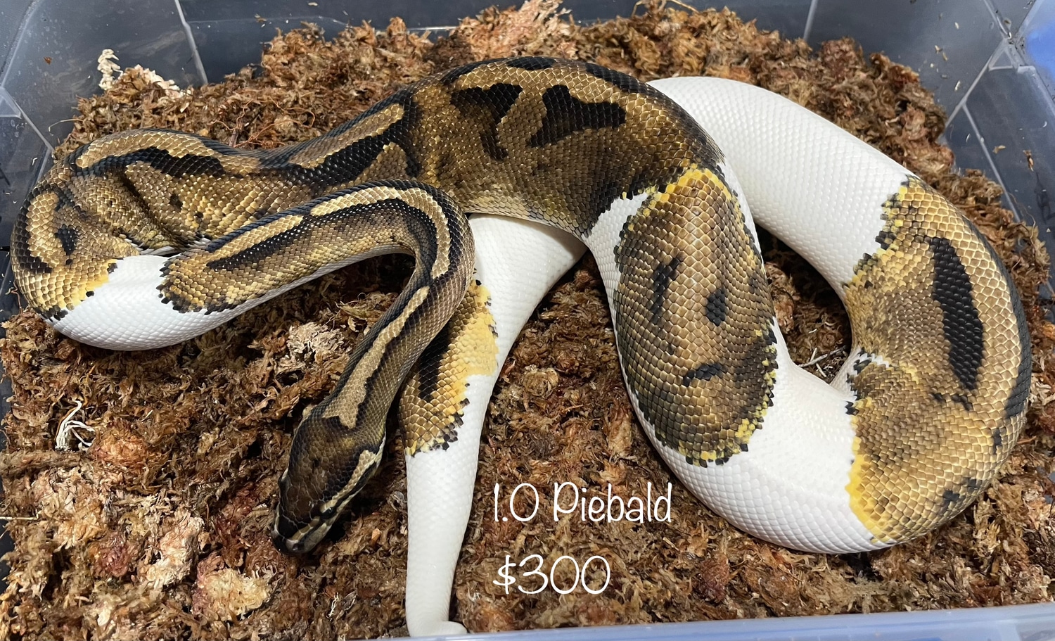 😉 Emoji Pied Male Ball Python by Pokersnake’s - MorphMarket