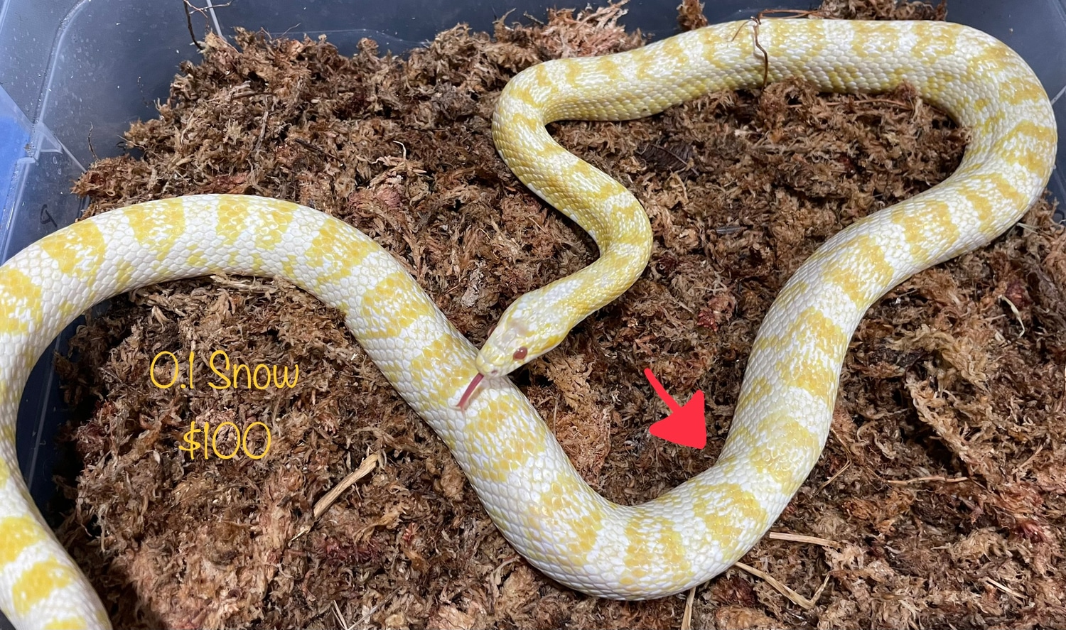 Proven Snow Female Corn Snake by Pokersnake’s - MorphMarket