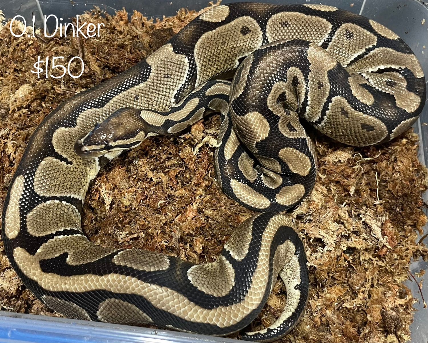 Import Dinker Proven Female Ball Python by Pokersnake’s - MorphMarket